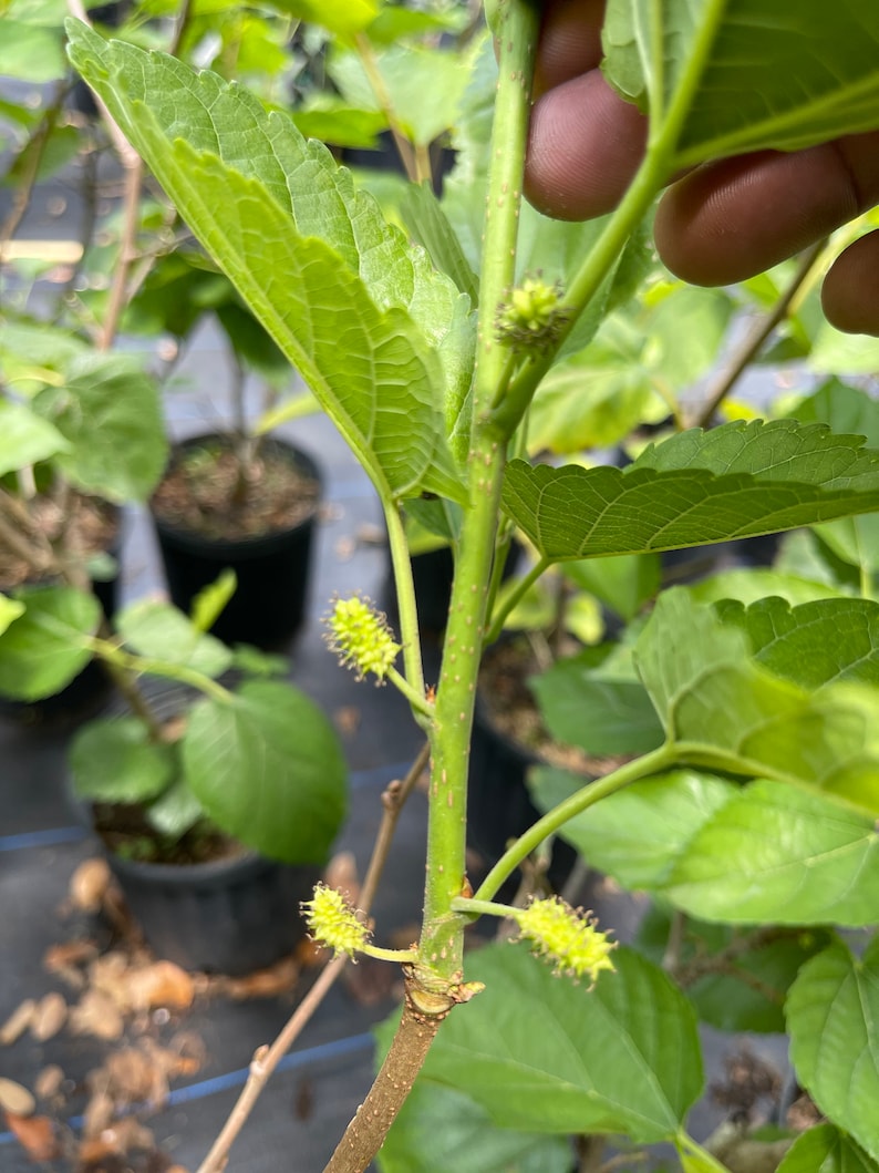 Mulberry Tree 3-4 Feet Tall - Morus Nigra - Potted with Soil, Shipped ...
