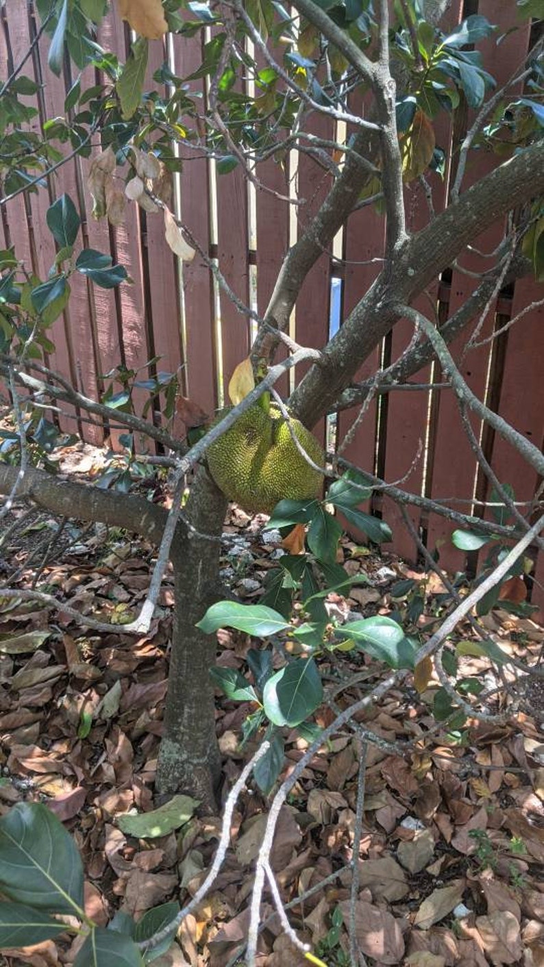 Jackfruit Tree - Grafted Dwarf - Honey Gold Variety - Artocarpus Heter ...