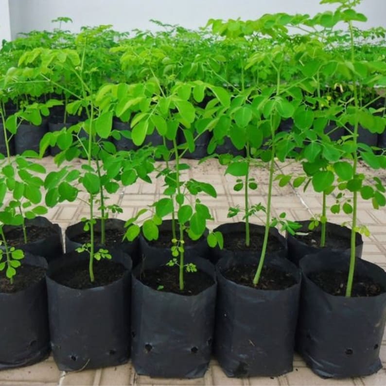 Moringa Tree - 2 Feet Fast Growing "Tree of Life" - Moringa oleifera ...