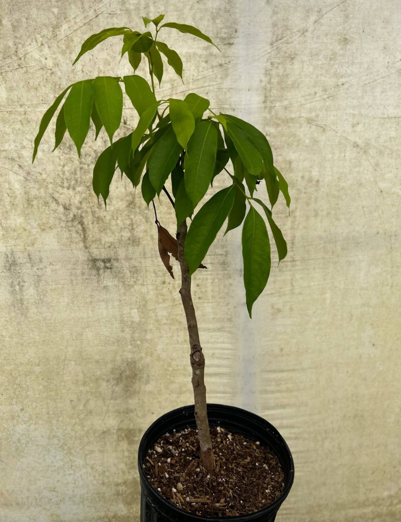 Lychee Tree - Air Layered - Hak Ip Variety - Ready to Plant - Large Ro ...