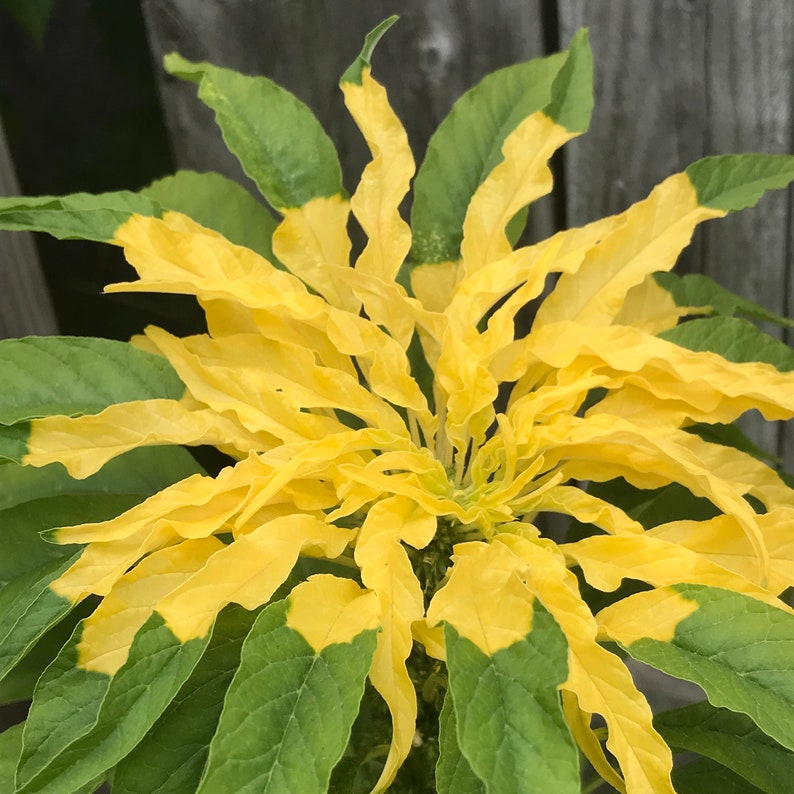 Amaranthus Seeds - 50 Pack Yellow Summer Poinsettia - Amaranthus Trico ...