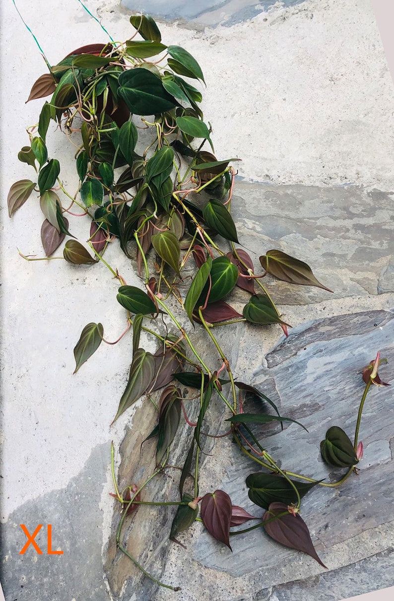 Philodendron Micans Live Plant 3” Pot - Red Velvet Trailing Plant - Ph ...
