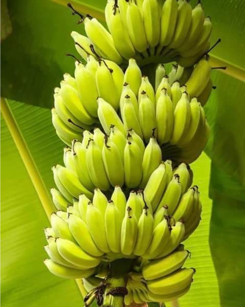 Dwarf Cavendish Banana Tree 2ft Indoor Plant - Musa acuminata - Tropic ...