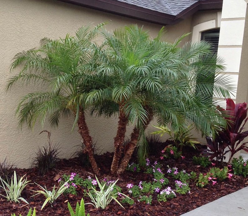 Pygmy Date Palm Tree - Phoenix Roebelenii - Tropical Indoor/Outdoor Pl ...