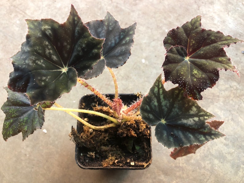Live Begonia Palomar Starlet Plant - 3" Pot - Miniature Rhizomatous Be ...