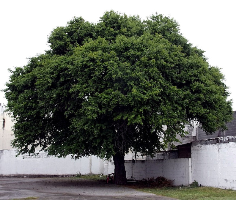 Texas Ebony Tree Seeds - Pithecellobium flexicaule - 10 Pack - Drought ...