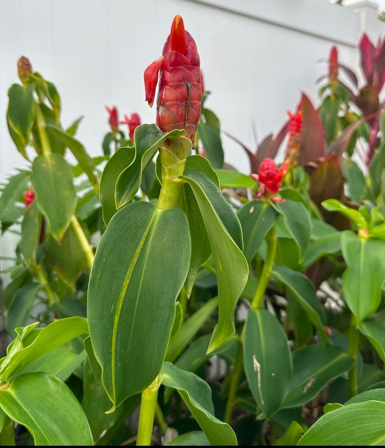 Red Button Ginger Lily Rhizome - Bare Root - Zingiber zerumbet - Exoti ...