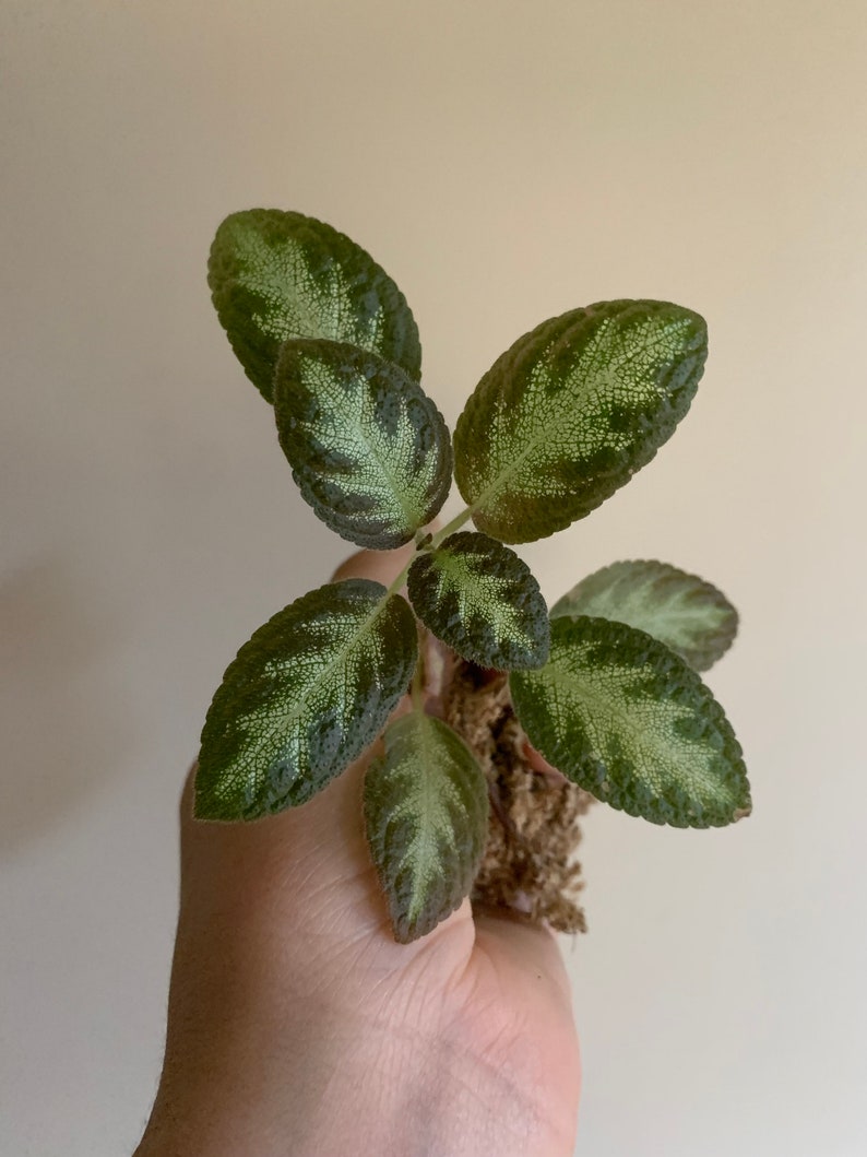 Episcia Plant - 2x2 Pot - Chocolate Soldier - Episcia cupreata - Color ...