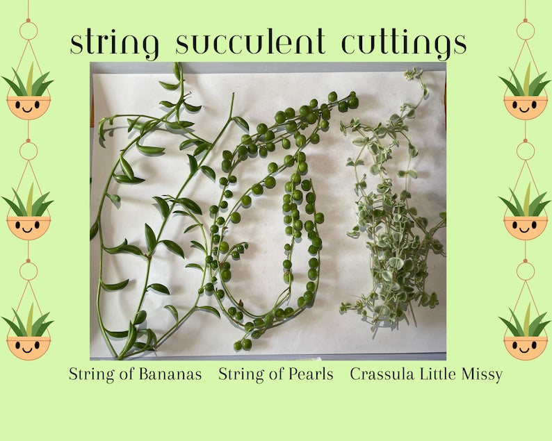 Succulent Cuttings Set - 6 Pieces String of Banana, String of Pearl, C ...