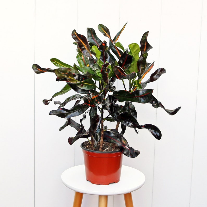 LIVE 6” Pot Croton Mammy Houseplant | Codiaeum Variegatum | Bushy Mult ...
