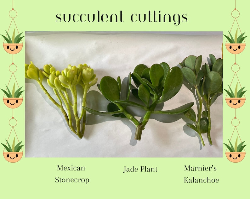 Succulent Cuttings Set - 6 String Cuttings - Mexican Stonecrop, Jade P ...