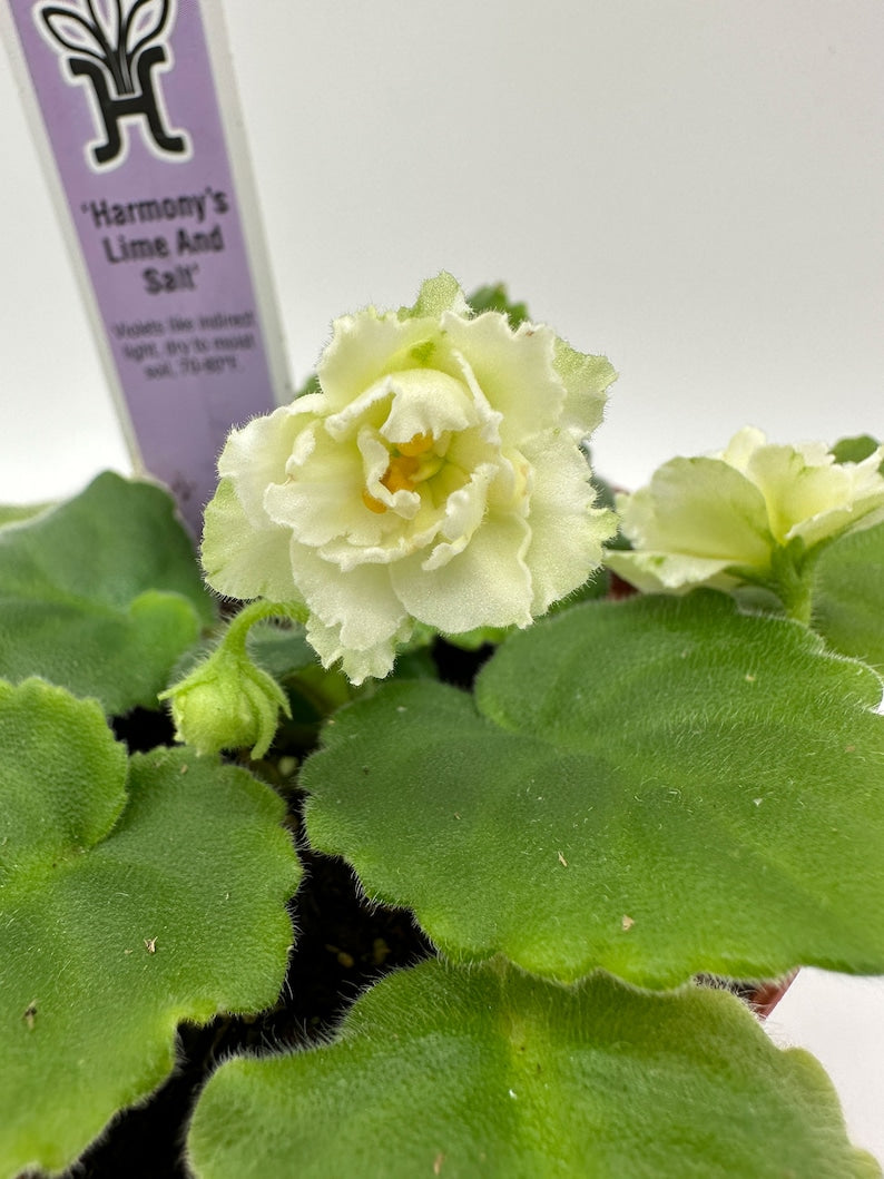 Live African Violet Plant 4" - Harmony's Lime And Salt - Saintpaulia I ...