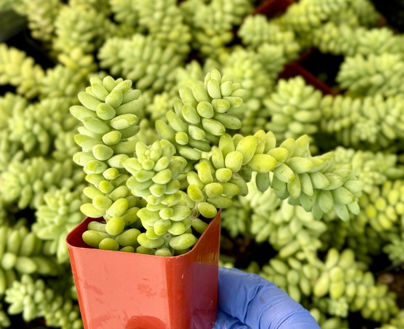 Trailing Succulent Plant | Sedum Burrito | Donkey's Tail | Sedum Burri ...