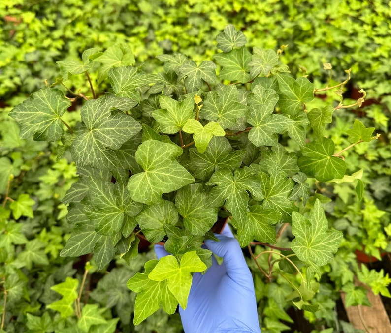 Green English Ivy Plant | Trailing Climbing Houseplant | Hedera helix ...