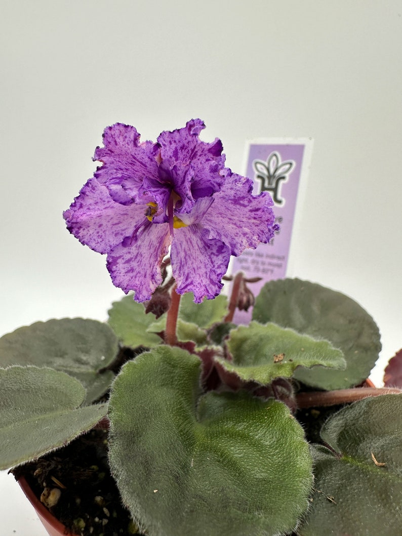 Live African Violet Plant 4" - Buckeye Kindred Spirit - Blooming Afric ...