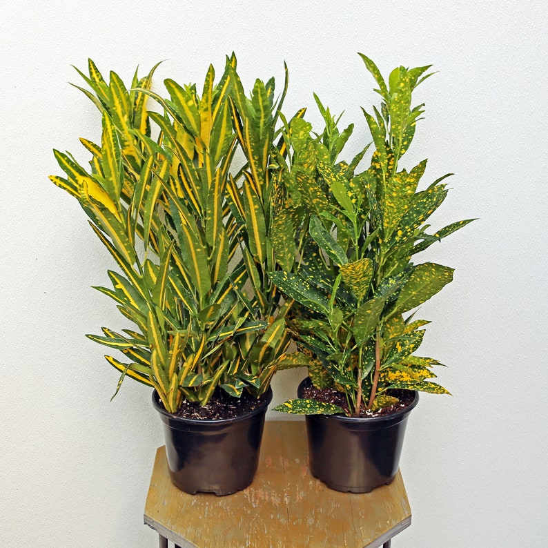 LIVE Croton Combo 6 Inch Pots - Sunny Star & Gold Dust - Codiaeum Vari ...