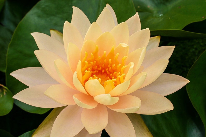 Yellow Clyde Ilkins Water Lily 3 Pack - Nymphaea 'Clyde Ilkins' - Wint ...