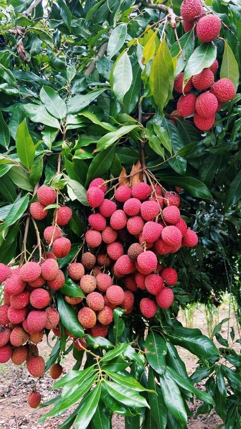 Live Lychee Tree 3 Gallon Pot Sweetheart Variety Litchi Chinensis Air ...