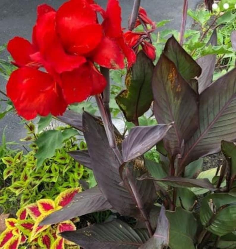 Canna Lily Bulb - Red King Humbert Variety - Tropical Foliage Perennia ...