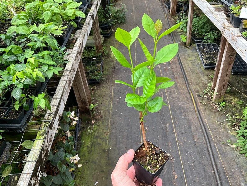Cherry Guava Plant 2.5" Pot Super Rare Psidium longipetiolatum Cold-Ha ...