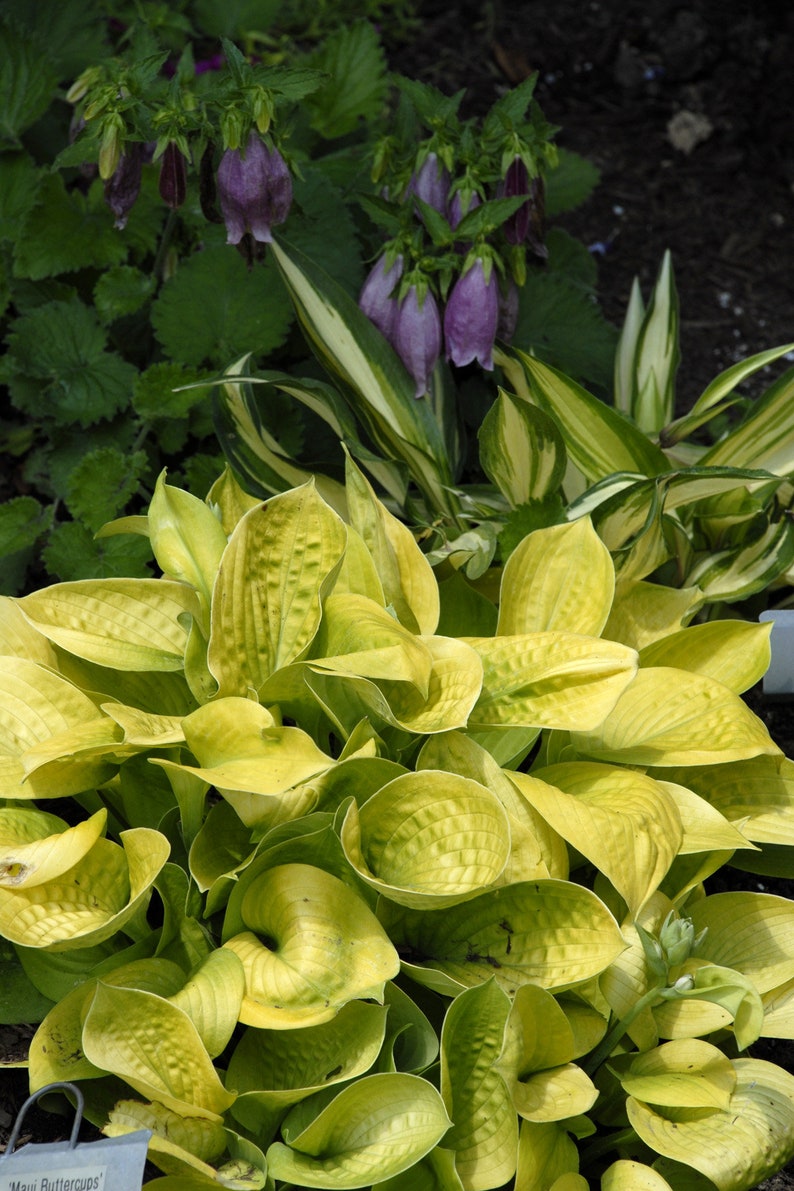 Miniature Hosta Starter Plant - Maui Buttercups - Hostas (Hosta spp ...