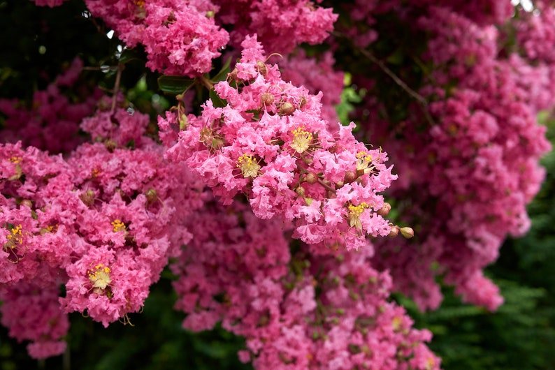 Pink Crape Myrtle Seeds - Organic 10 Pack - Lagerstroemia indica - Flo ...