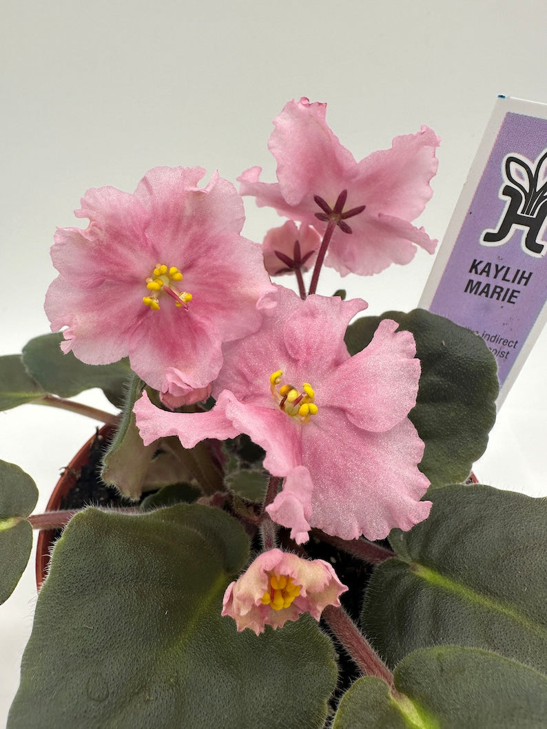 Live African Violet Plant 4" - Kaylih Marie Variety - Ideal for Indoor ...