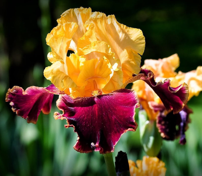 Bearded Iris Rhizome - Bold Red & Yellow Bi-Color 'Mexican Holiday ...