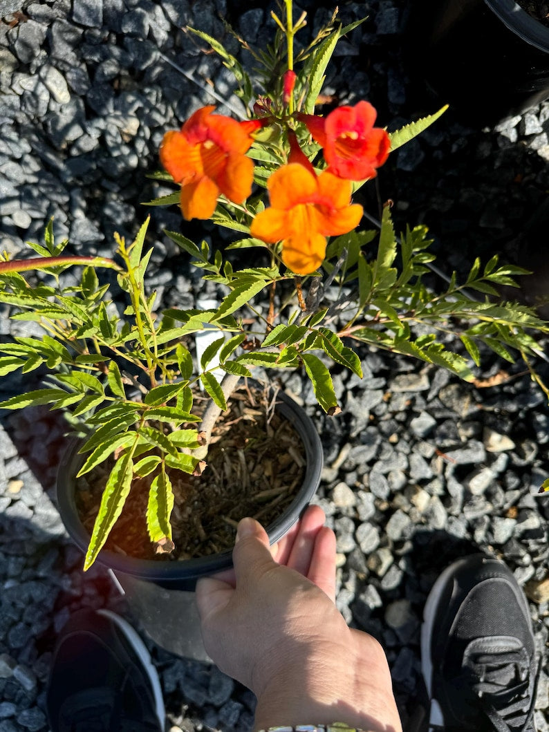 Trumpet Bush Plant - 1 Gallon Orange Flowers - Tecoma 'Oompa Loompa ...