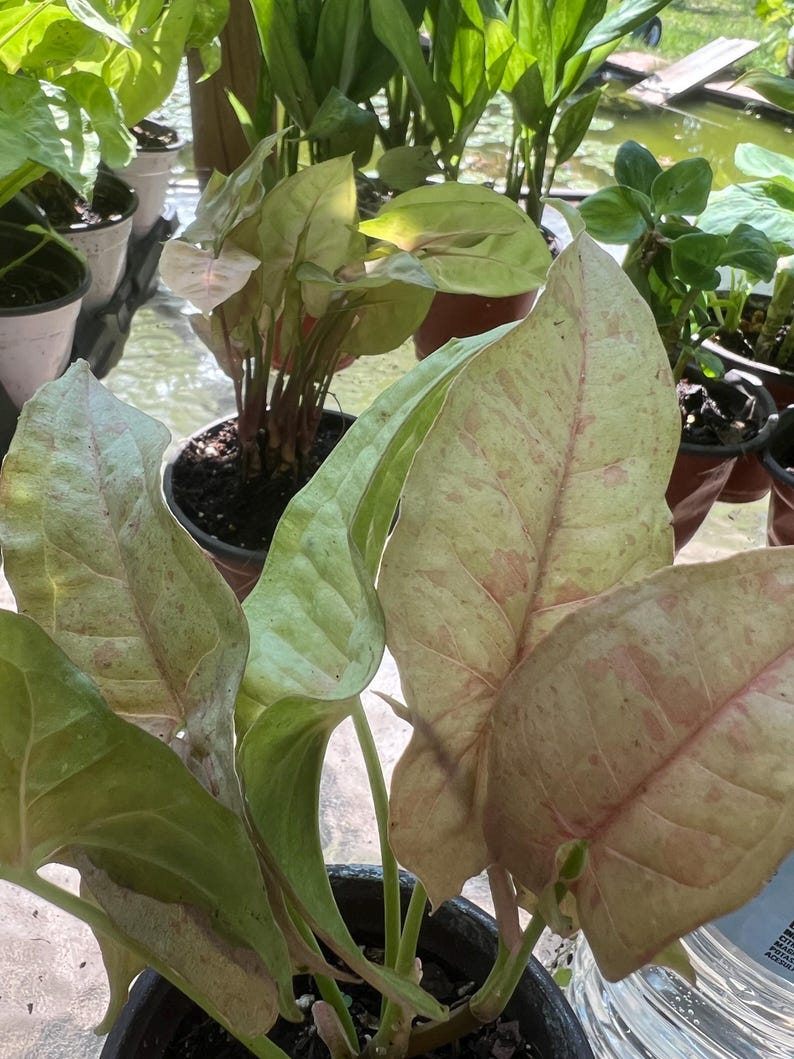 Pink Confetti Arrowhead Plant - Live Indoor Plant in Pot with Soil - S ...