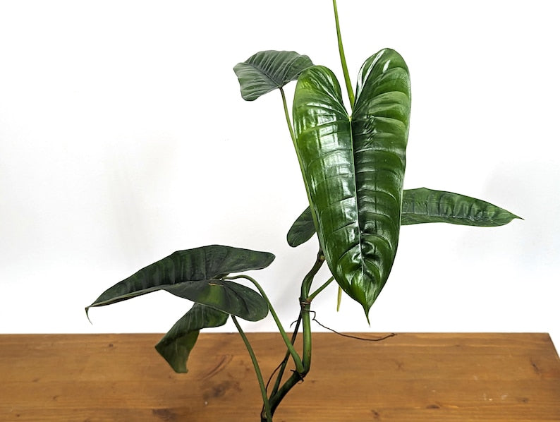 Philodendron Felix 4" Pot - Rare Hybrid Plant - Philodendron hibrido f ...