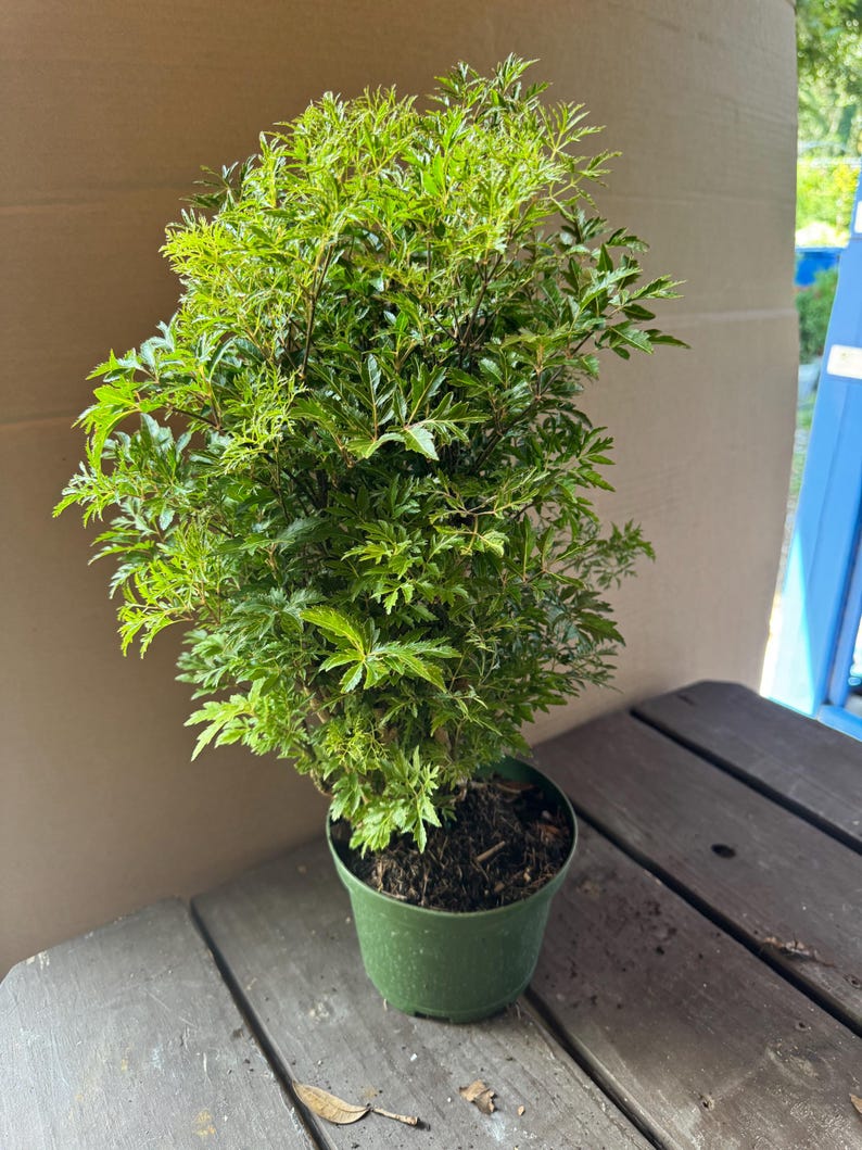 Aralia Ming Plant 6” Pot - Variegated Edible Leafy Plant - Polyscias f ...