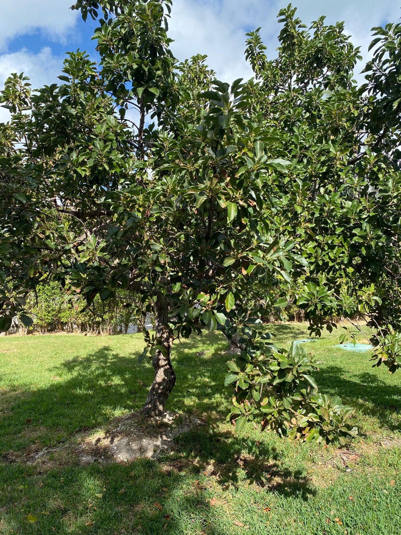 Monroe Avocado Fruit Tree - Cold Hardy Persea Americana, Home Grown Av ...
