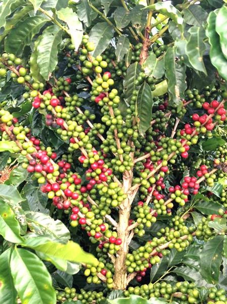 Coffee Bean Plants (3) Starter Plugs - Arabica - Fast Growing Indoor P ...