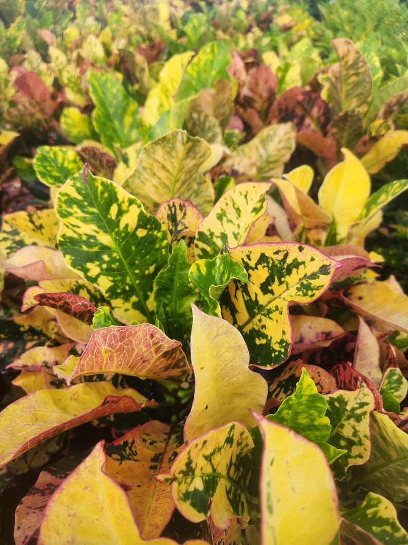 Codiaeum Variegatum Croton Magnificent 3 Gallon Live Plant | Outdoor G ...