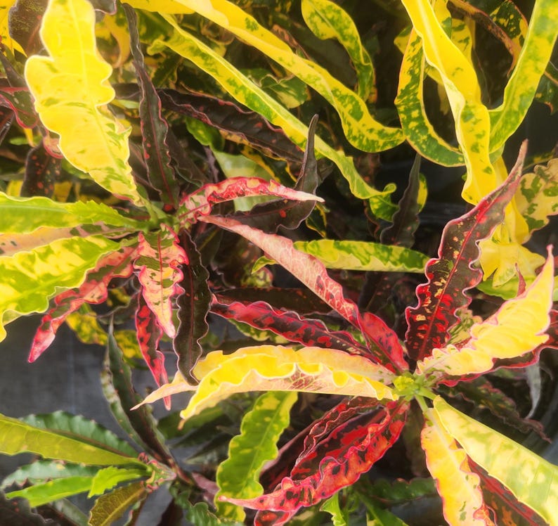 Codiaeum variegatum Croton Pie Crust Live Plant 3 Gallon - Tropical In ...