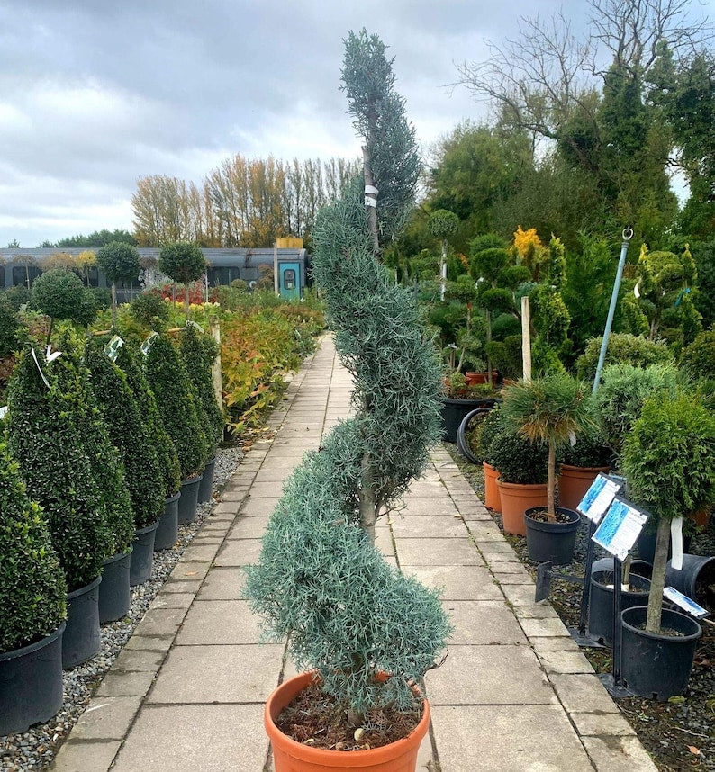 Spiral Topiary Arizona Cypress - Silver-Blue Foliage - Cupressus arizo ...