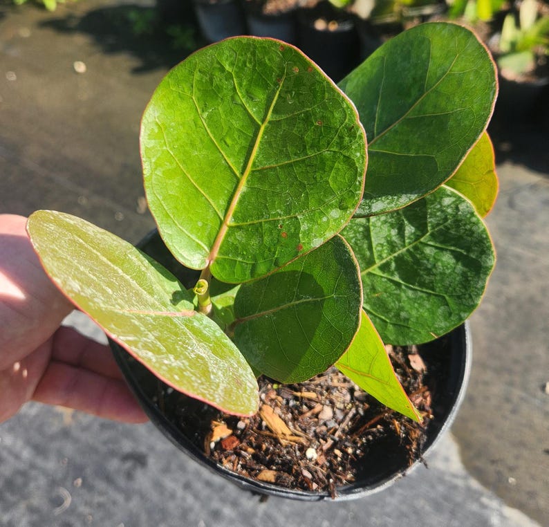 Seagrape Live Plant - Coccoloba uvifera - Outdoor Grown - Minor Blemis ...