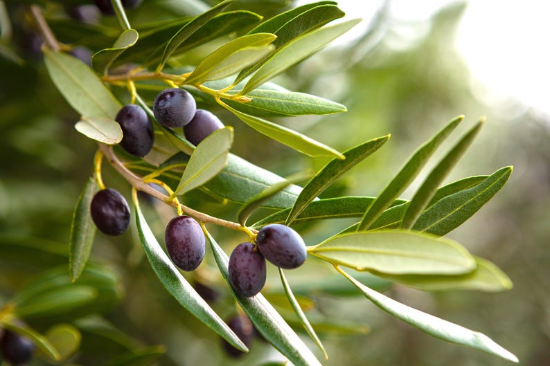 Olive Tree Seeds 10 Pack - European Olive, Olea europaea, Fruiting Oli ...
