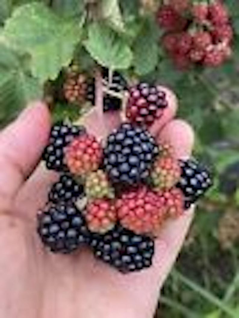 Sweetie Pie Blackberry Plant Starter - Bare Root Perennial Rubus Fruit ...