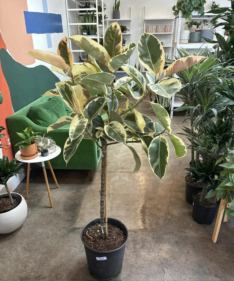 Ficus Tineke Tree Form - Variegated Rubber Plant - Ficus Elastica - Co ...