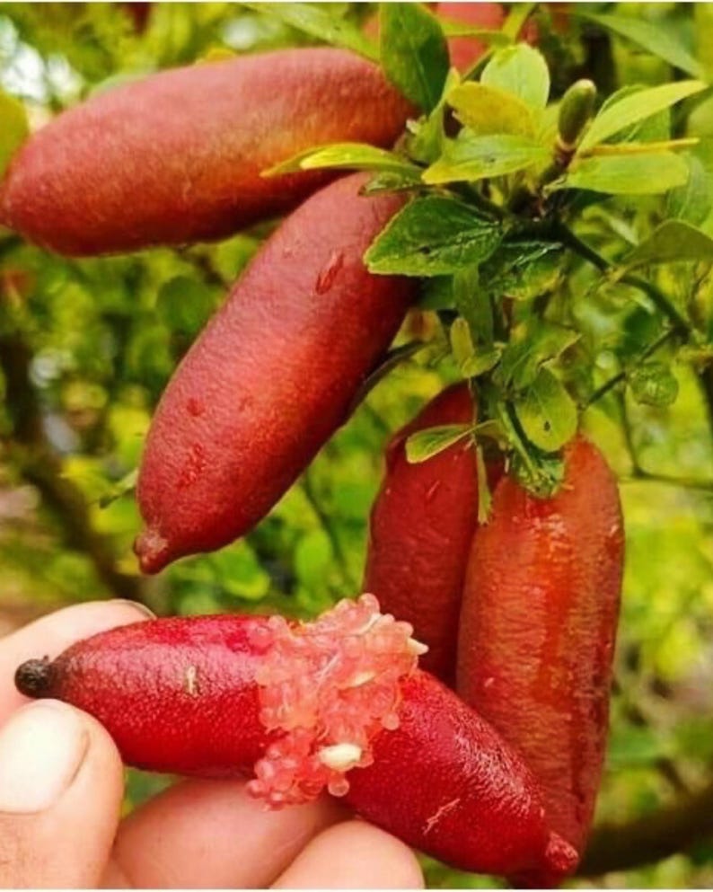 Red Finger Lime Tree 3ft Grafted kB-8 - Citrus australis - Soon to Flo ...