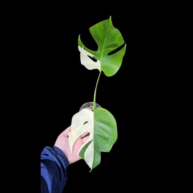 Variegated Monstera Albo Plant - Rare Indoor White Monstera Albo Borsi ...
