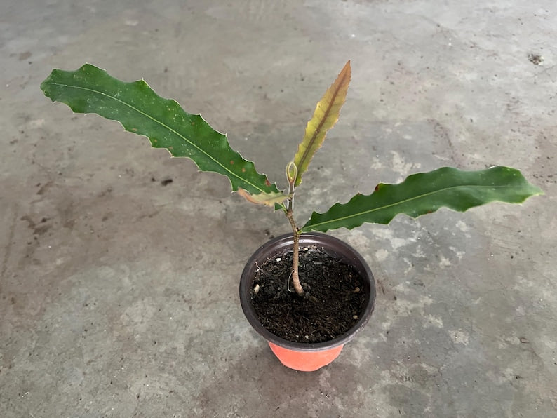 Macadamia Tree Seedling in 4'' Pot | Well-Rooted Live Plant | Macadami ...