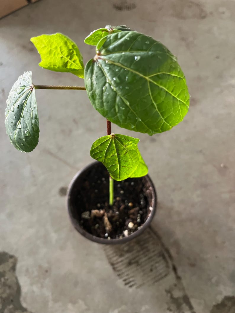 Roselle Live Plant 4'' Pot Organic Hibiscus sabdariffa Edible Calyces ...