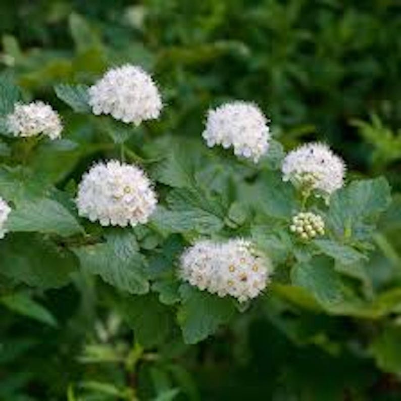 Ninebark Plant 12-24in Hardy Deciduous Shrub Physocarpus opulifolius ...