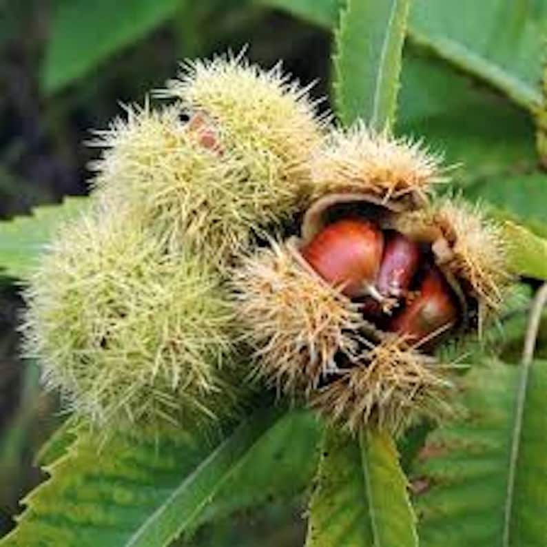 Dunstan Chestnut Tree 12-24in Bare Root Castanea dentata x mollissima ...