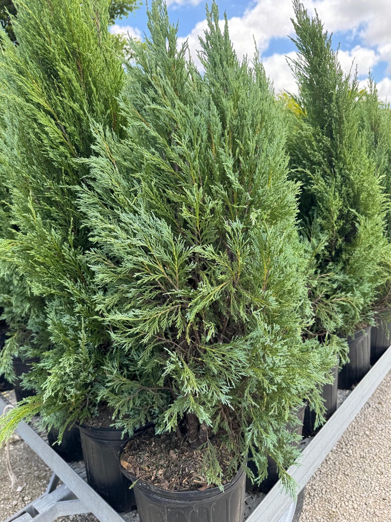 Medora Juniper Tree 1 Gallon, Columnar Evergreen, Juniperus scopulorum ...