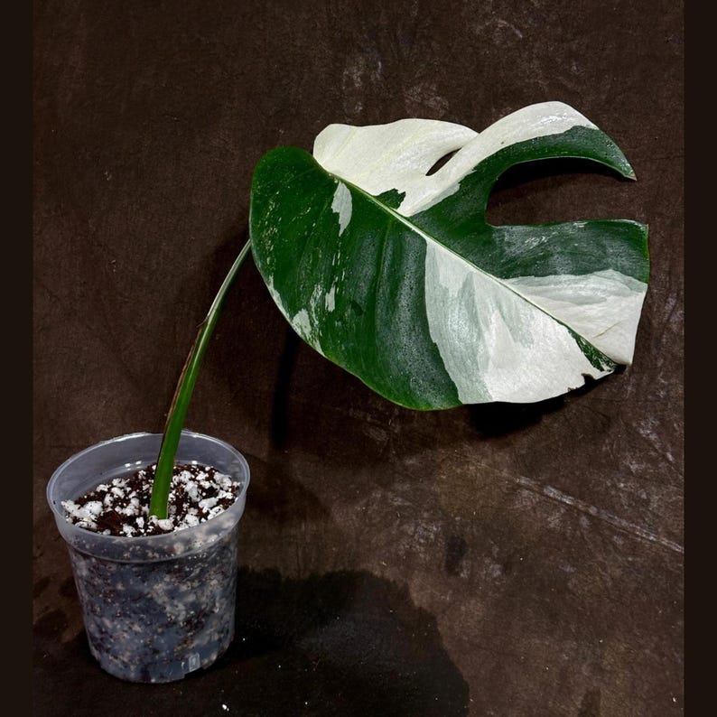 Variegated Monstera Albo Plant - Rare Indoor White Monstera Albo Borsi ...