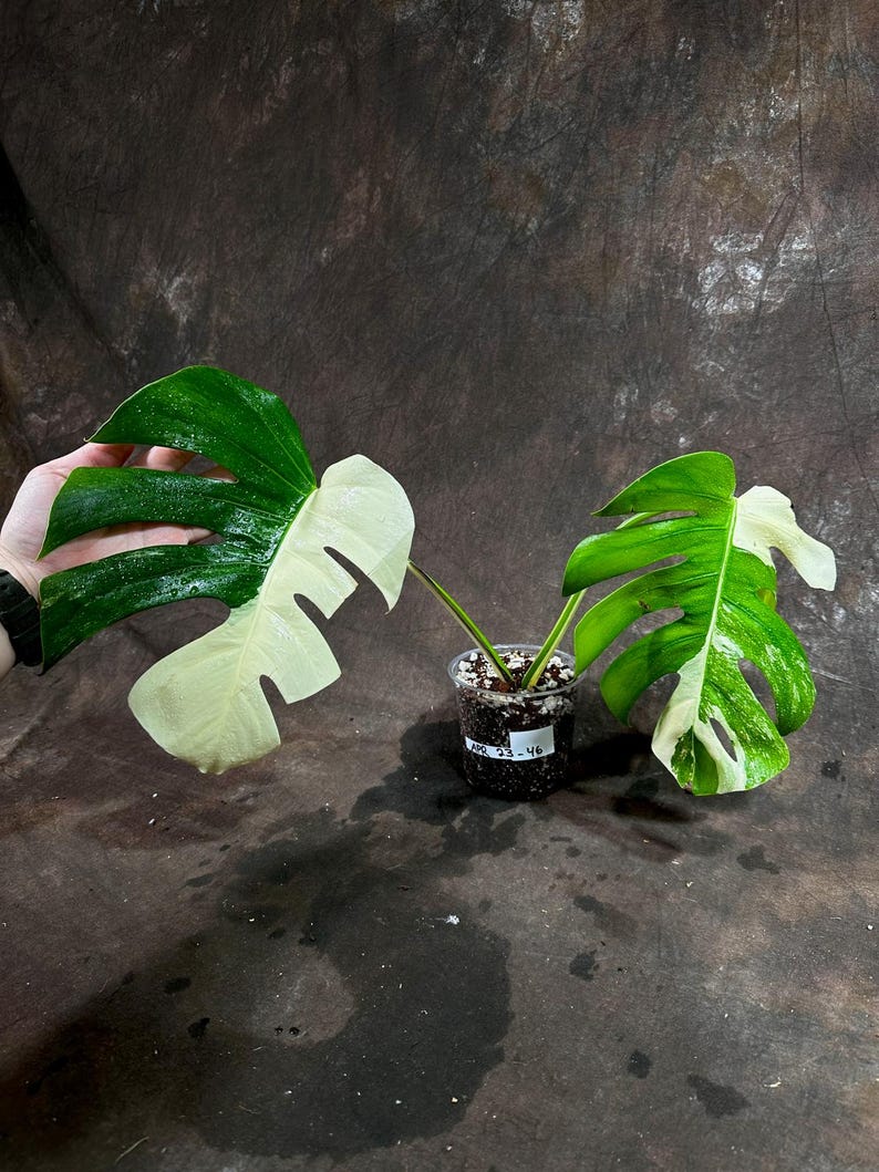 Variegated Monstera Albo Plant - Rare Indoor White Monstera Albo Borsi ...